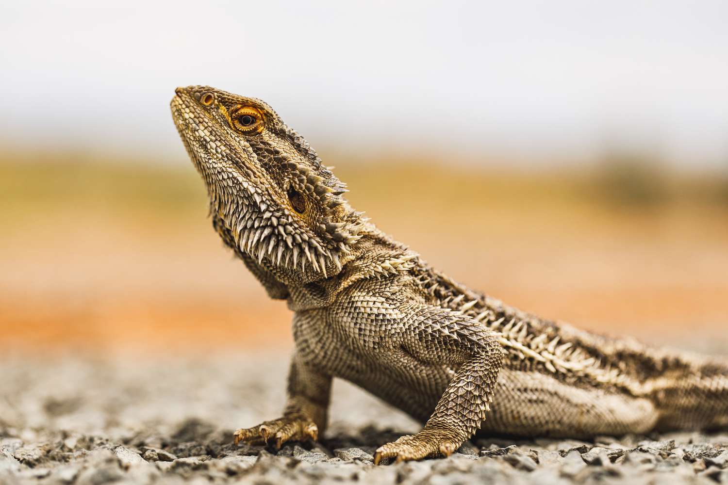 Bearded Dragon Feeding Guide | What to Feed, Schedules by Age ...