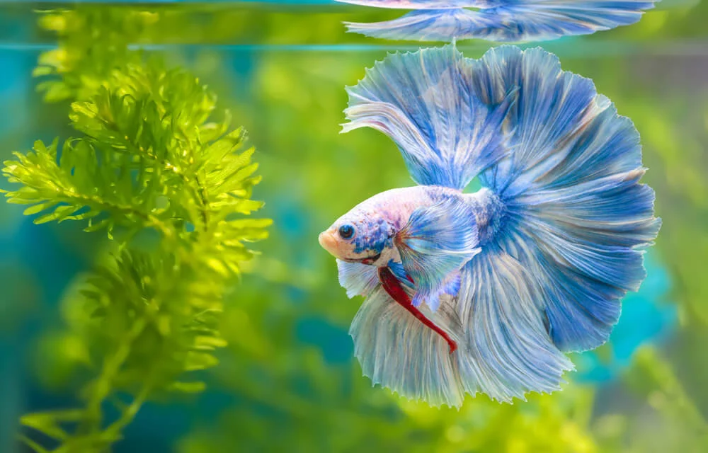 Betta Fish Tank Size Guide 2026 | Minimum Requirements ...